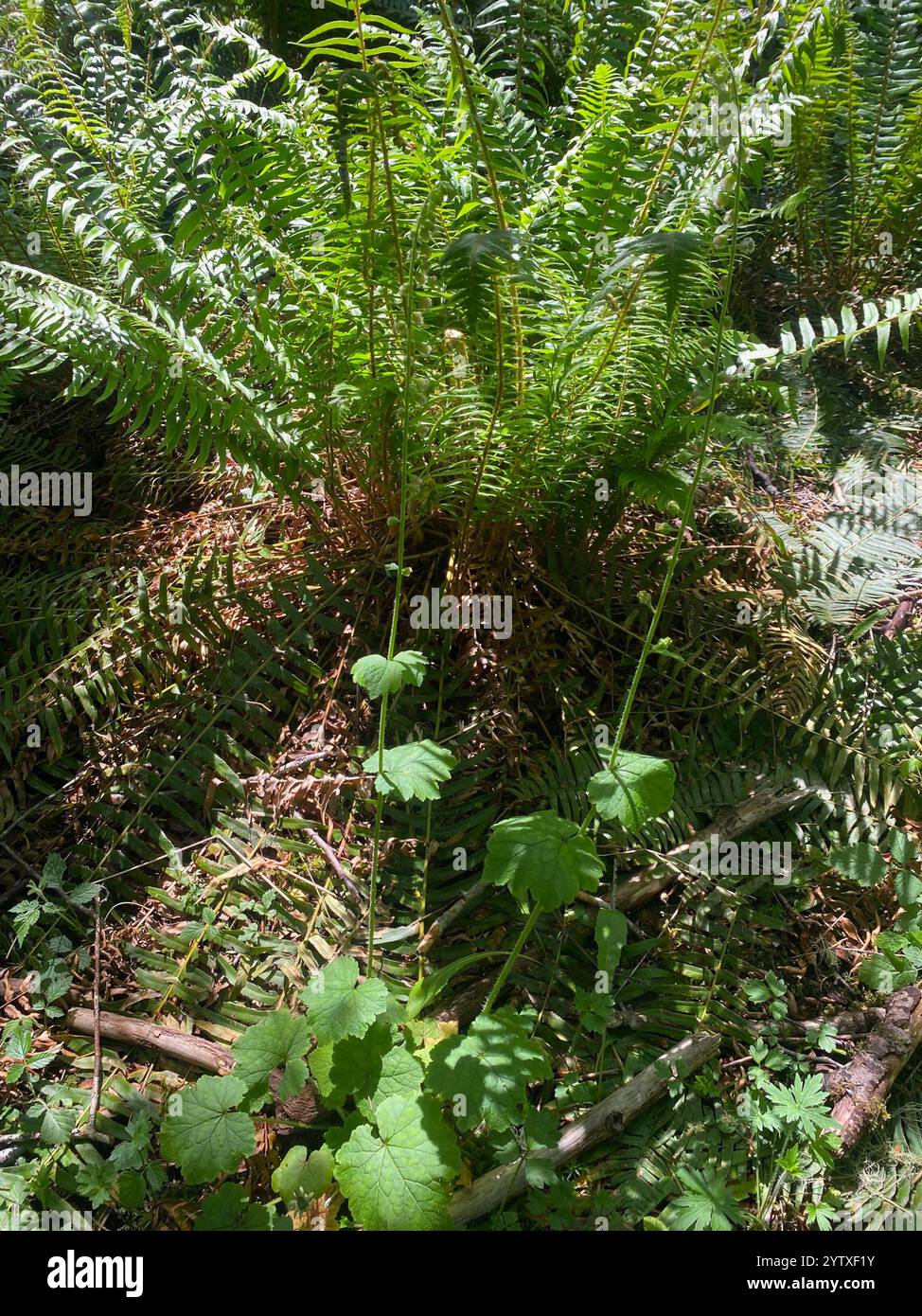 fringe cups (Tellima grandiflora Stock Photo - Alamy