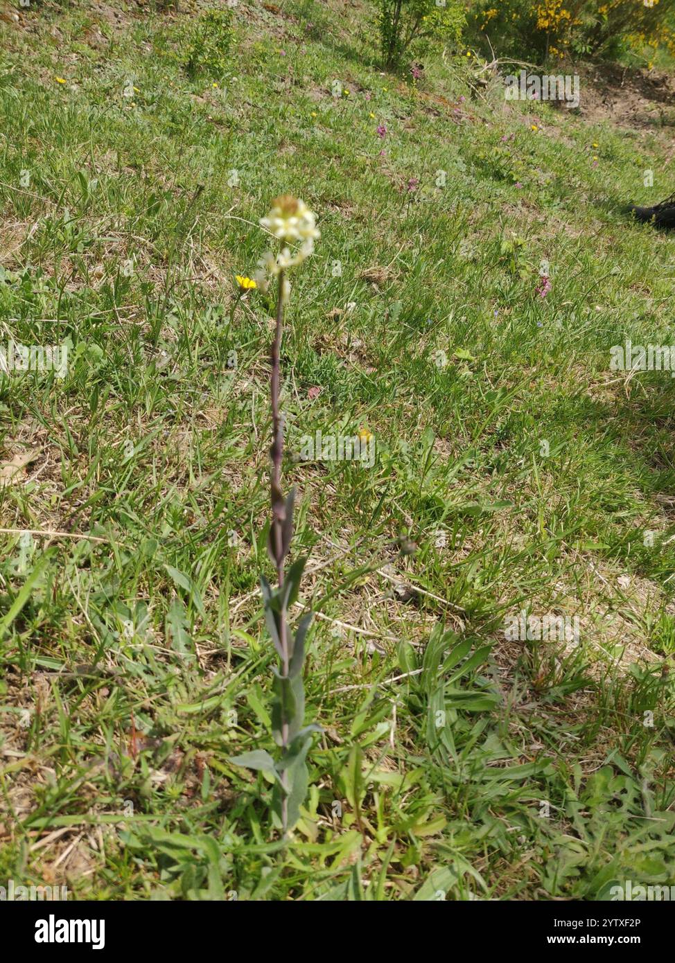 Tower Mustard (Turritis glabra Stock Photo - Alamy