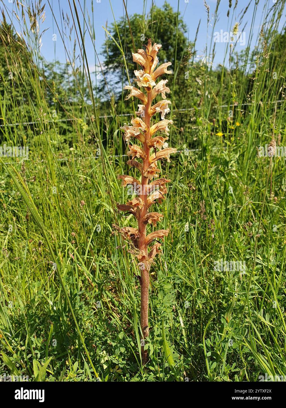 Medick broomrape (Orobanche lutea Stock Photo - Alamy