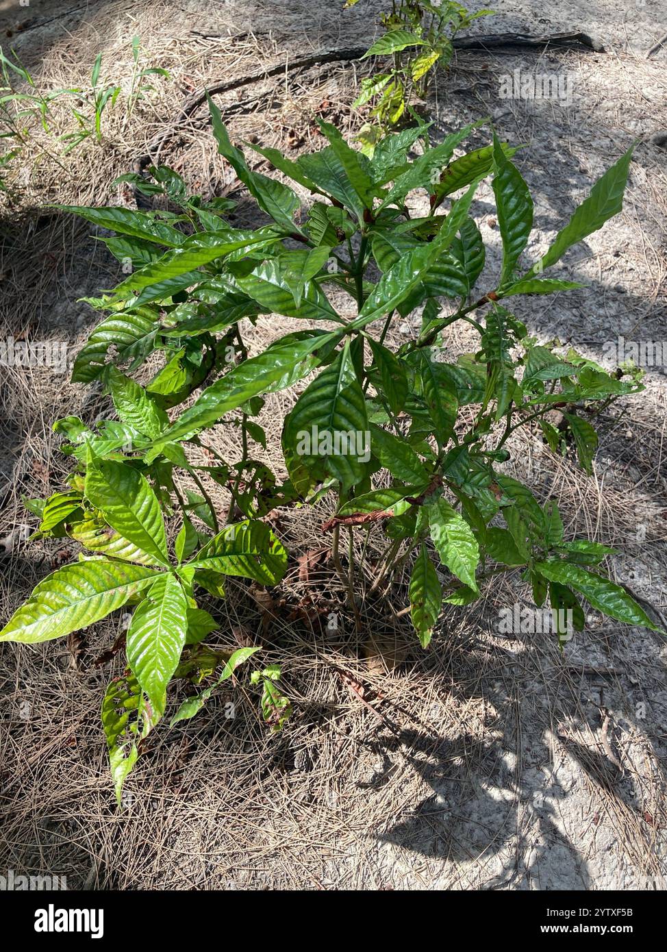 Shiny-leaved Wild Coffee (Psychotria nervosa Stock Photo - Alamy