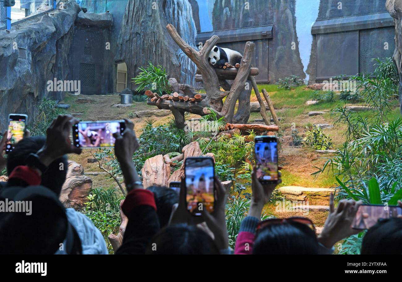 Hong Kong, China. 8th Dec, 2024. Visitors take pictures of a giant panda at Ocean Park Hong Kong ...
