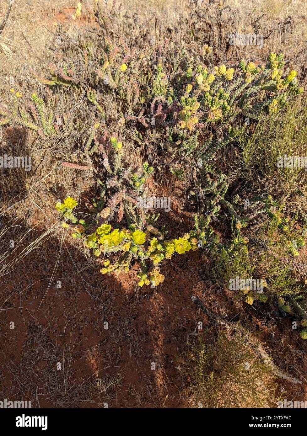 Whipple Cholla (Cylindropuntia whipplei Stock Photo - Alamy