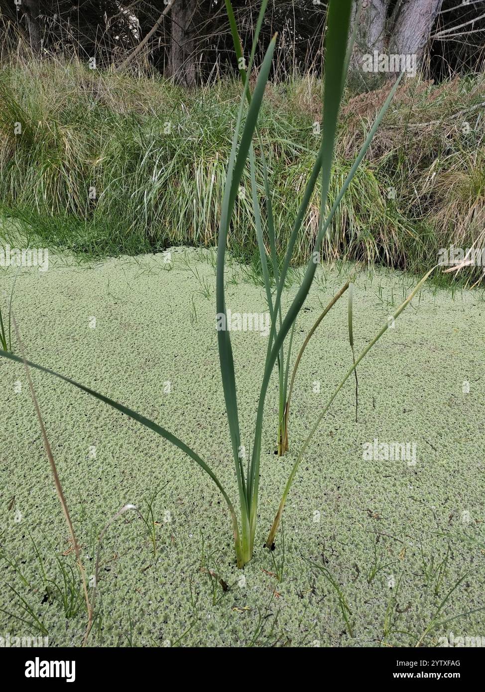 Typha orientalis hi-res stock photography and images - Alamy