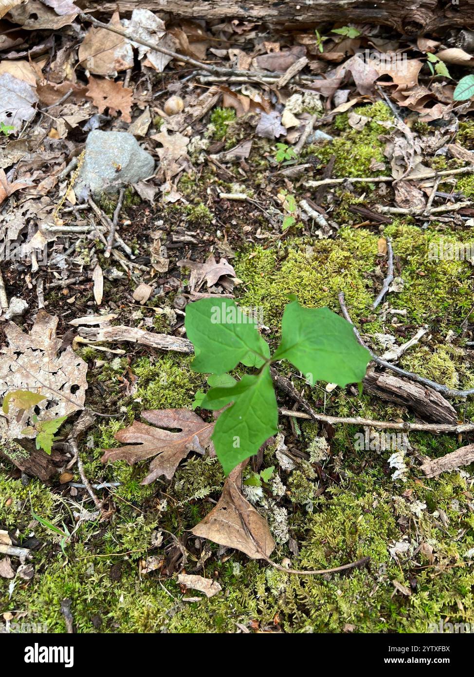three-leaved rattlesnake root (Nabalus trifoliolatus Stock Photo - Alamy