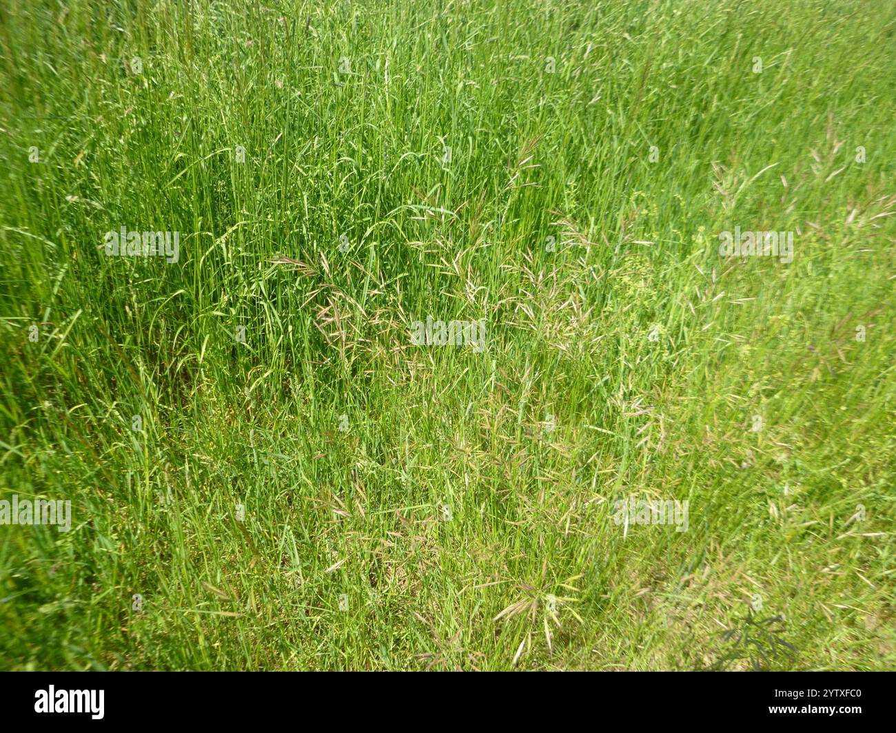 Upright Brome (Bromus erectus Stock Photo - Alamy