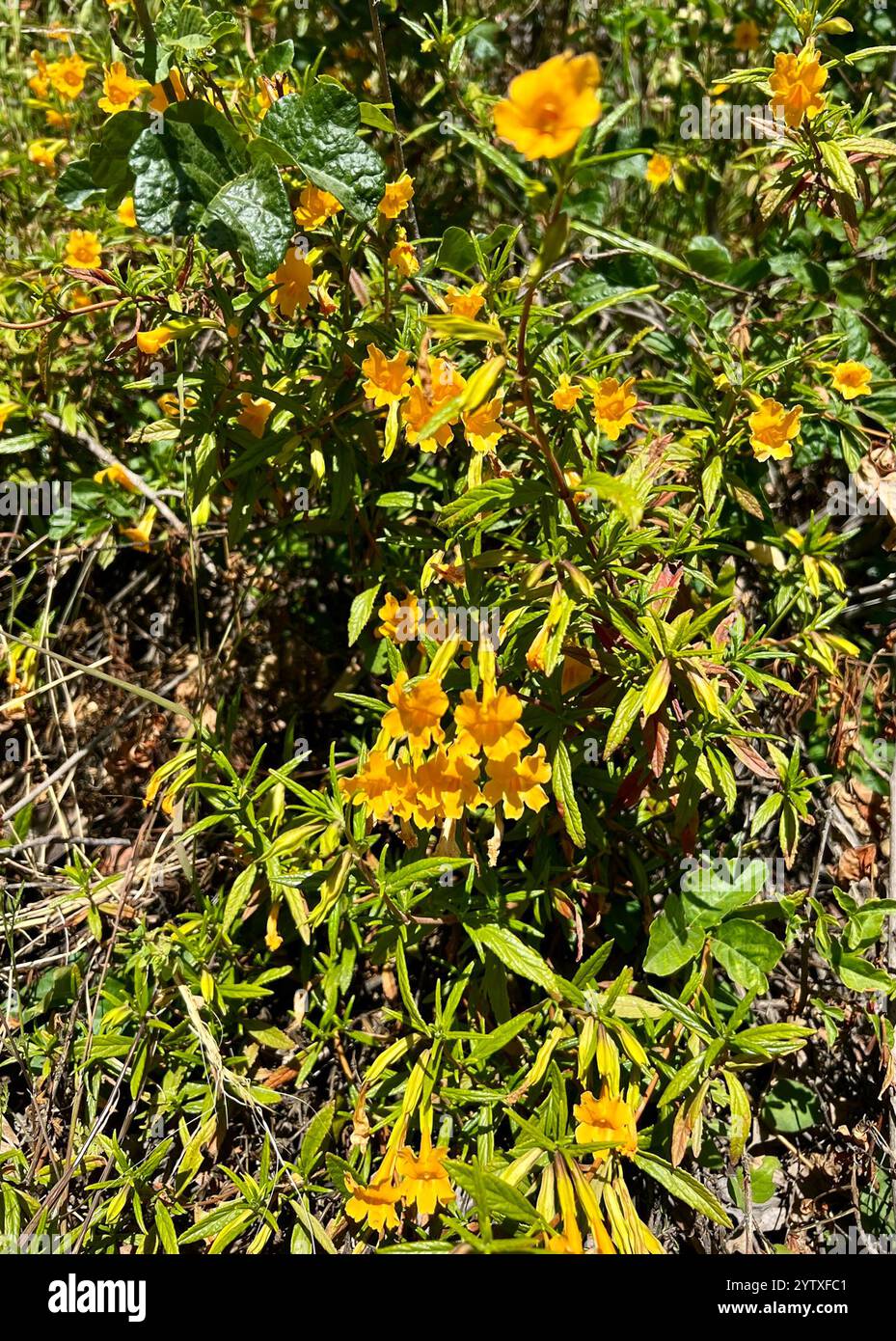 orange bush monkeyflower (Diplacus aurantiacus Stock Photo - Alamy