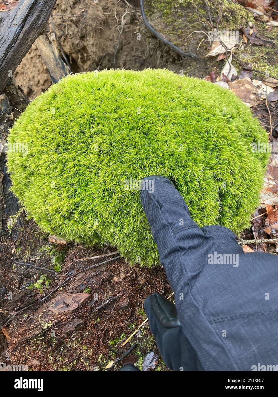 Pincushion Moss (Leucobryum glaucum Stock Photo - Alamy