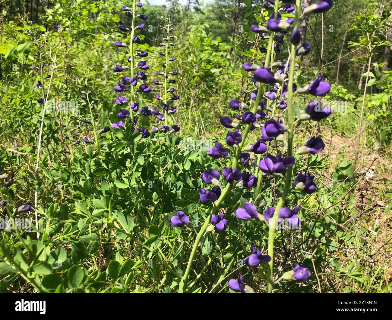 eastern prairie blue wild indigo (Baptisia australis aberrans Stock ...