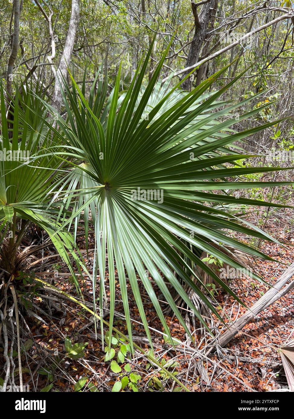 Silver thatch palm hi-res stock photography and images - Alamy