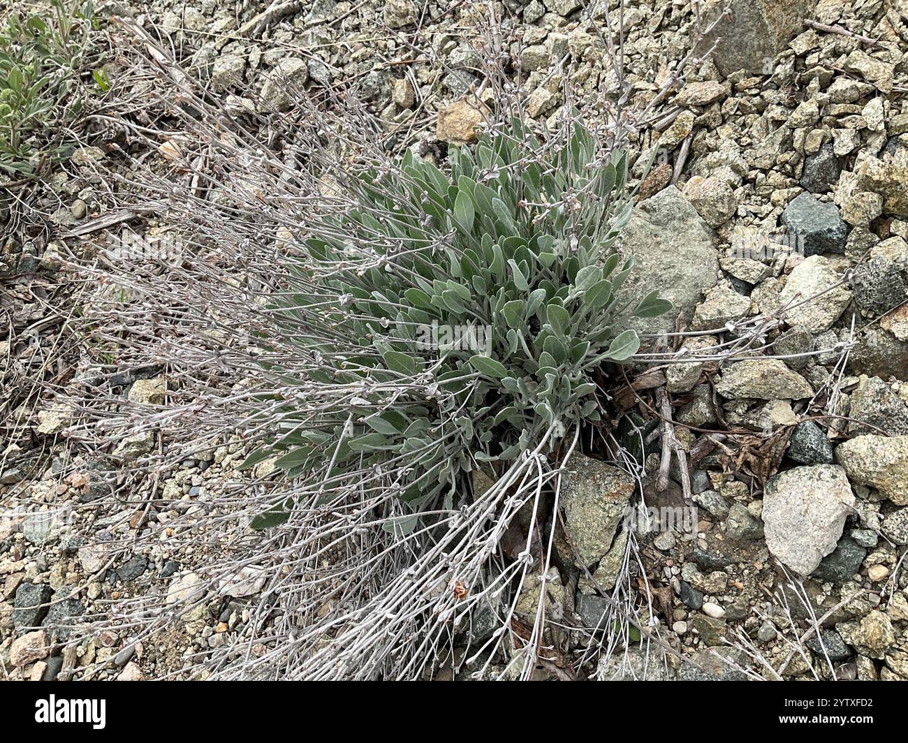 Snow Buckwheat (Eriogonum niveum Stock Photo - Alamy