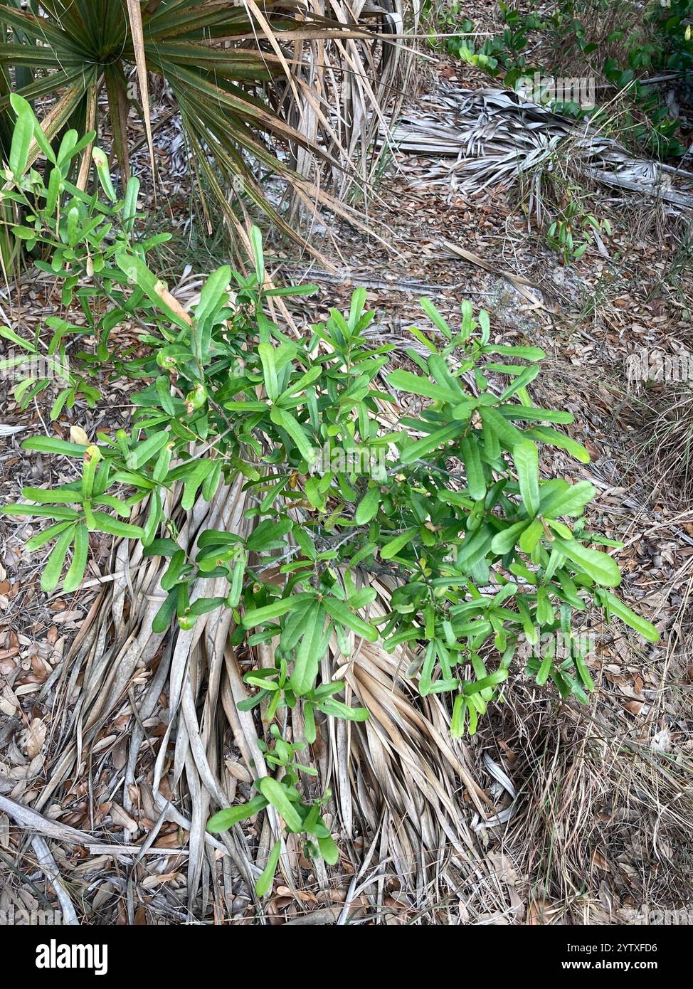 dwarf live oak (Quercus minima Stock Photo - Alamy