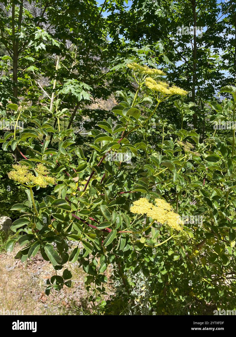 blue elder (Sambucus cerulea Stock Photo - Alamy
