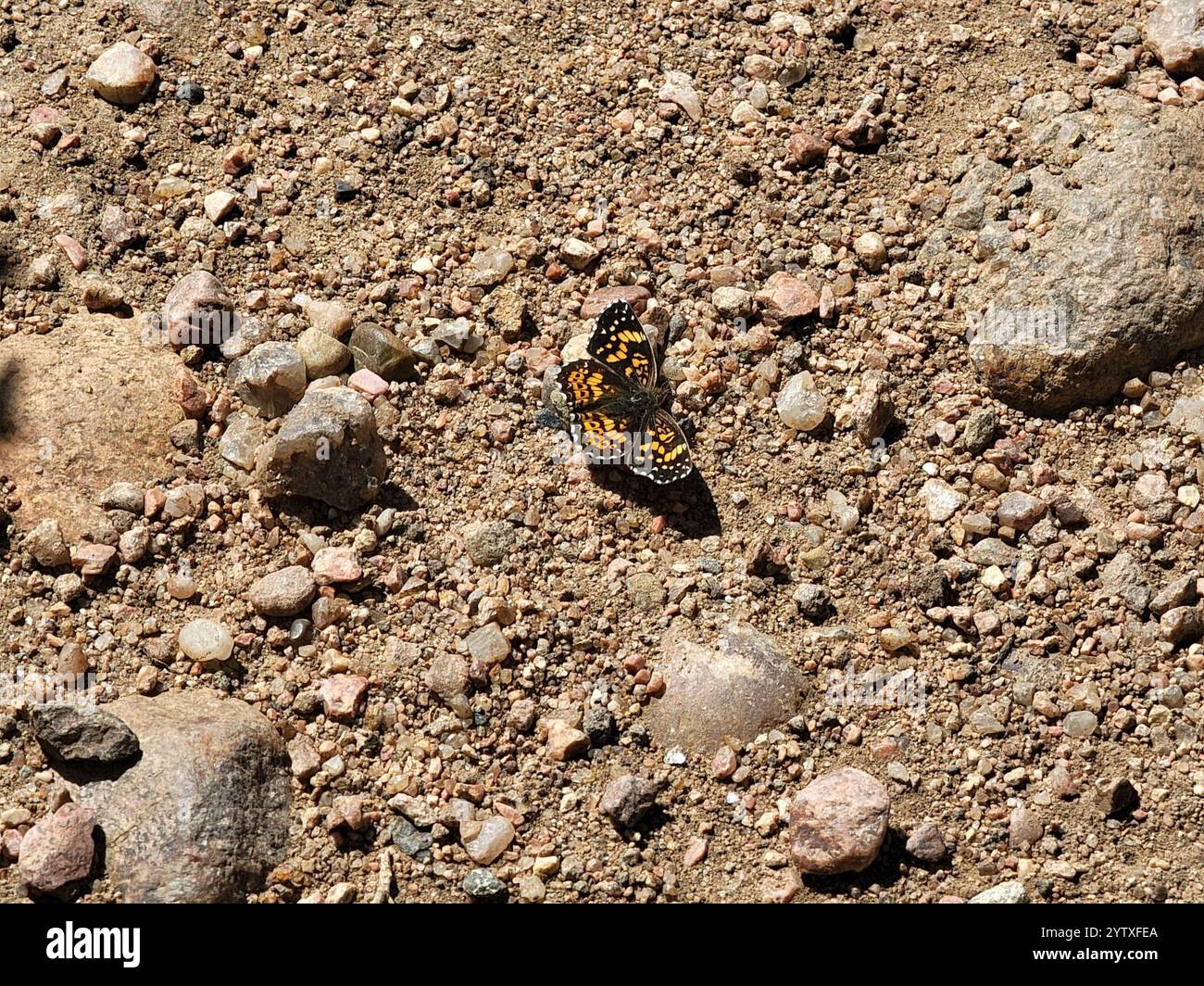 Gorgone Checkerspot (Chlosyne gorgone Stock Photo - Alamy