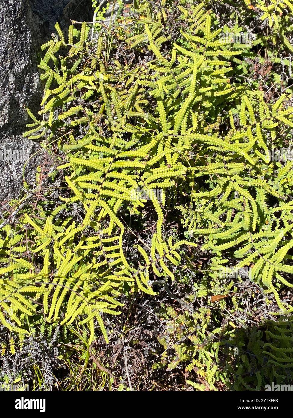 Coral Fern (Gleichenia polypodioides Stock Photo - Alamy
