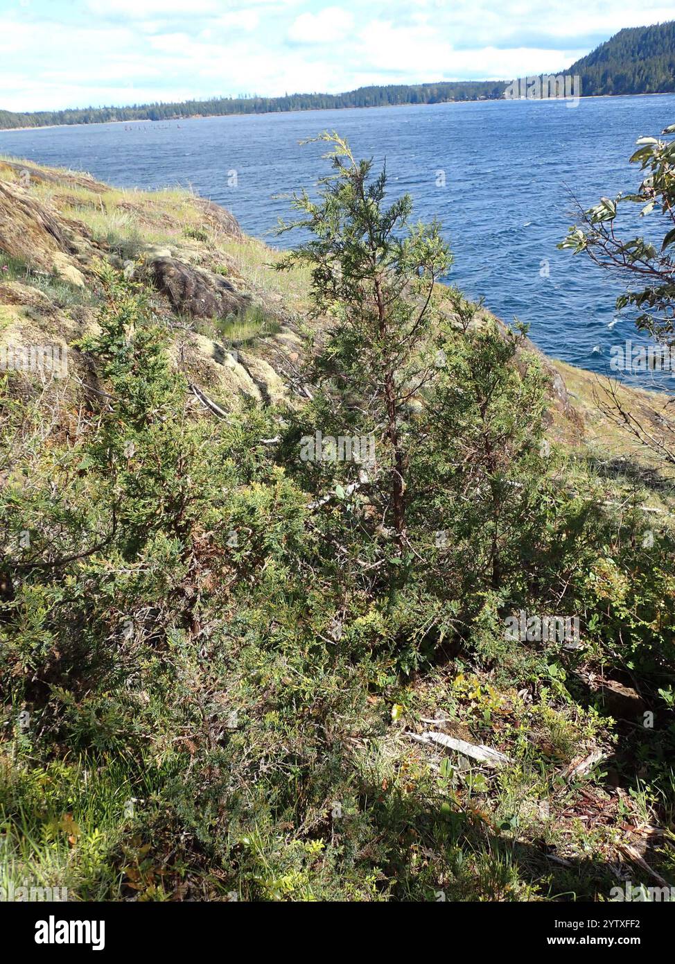 Seaside Juniper (Juniperus maritima Stock Photo - Alamy