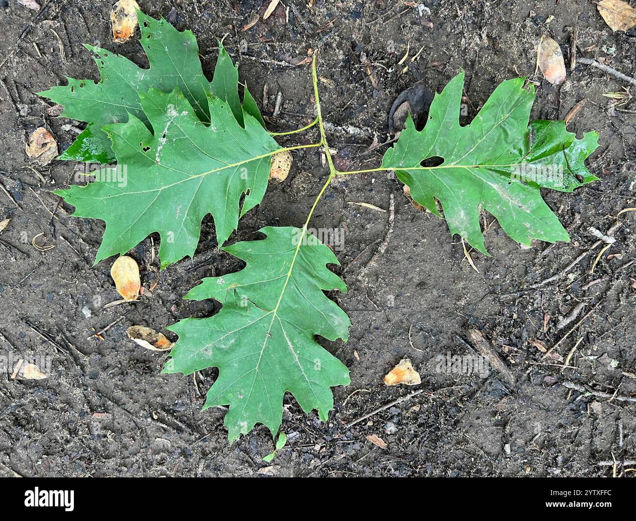 northern red oak (Quercus rubra Stock Photo - Alamy