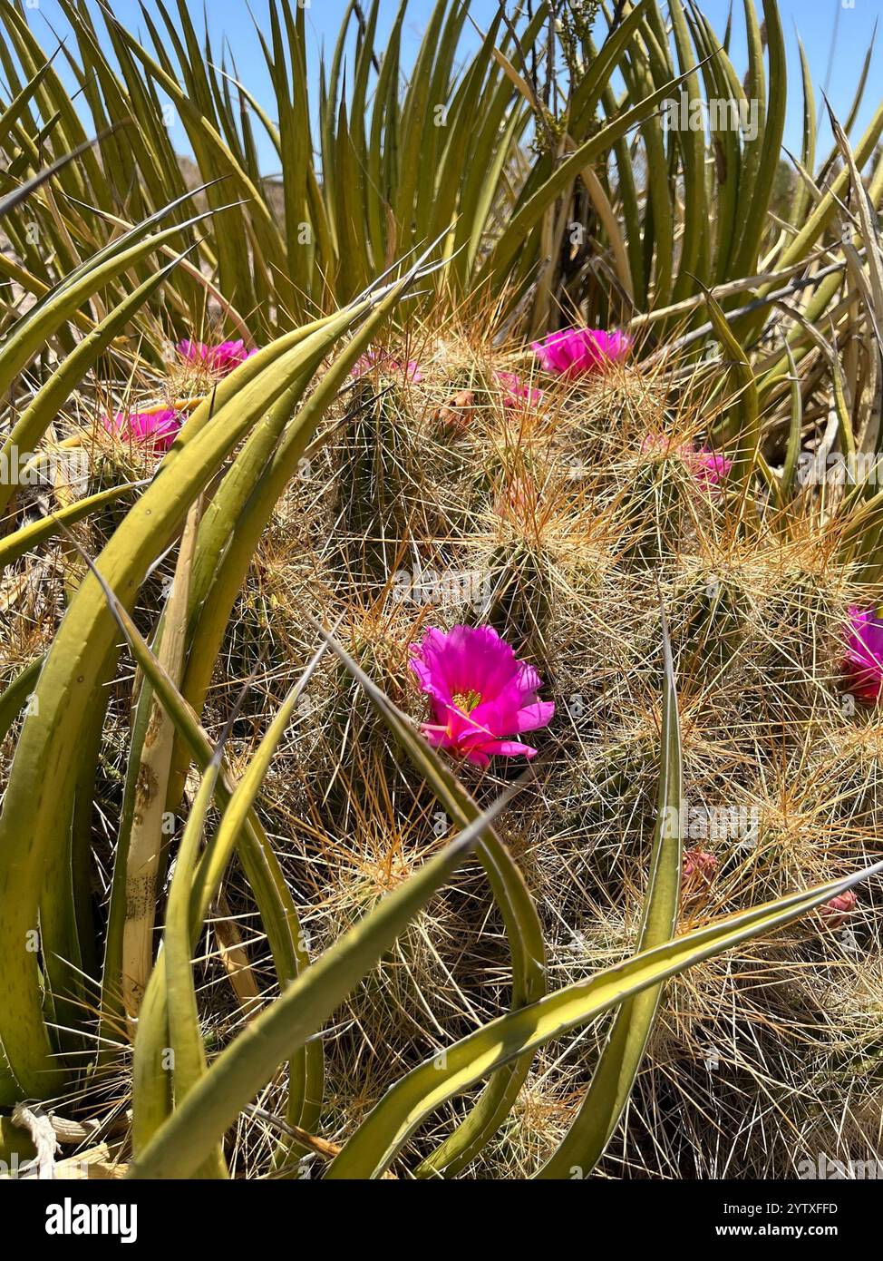 strawberry hedgehog cactus (Echinocereus stramineus Stock Photo - Alamy
