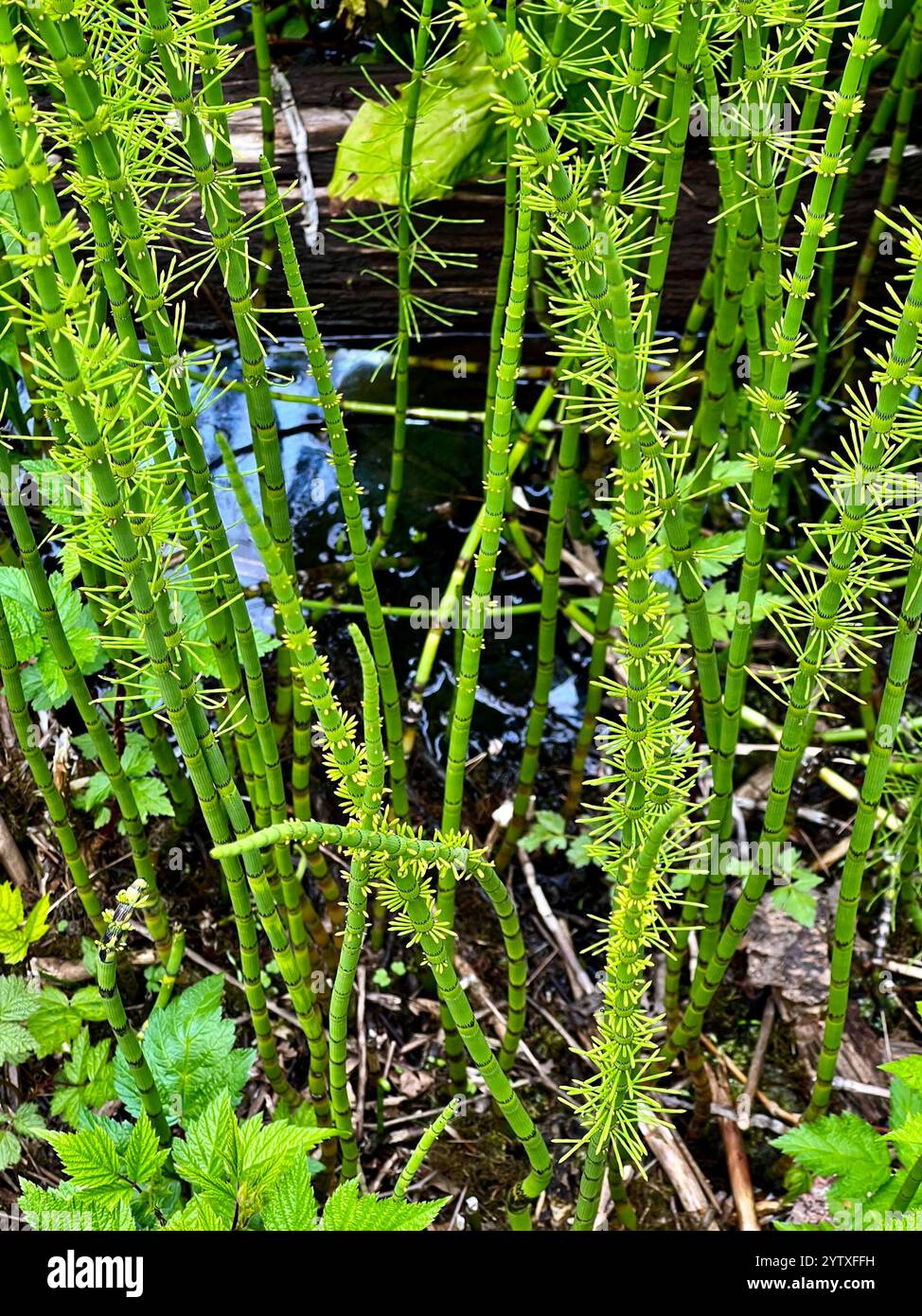 water horsetail (Equisetum fluviatile Stock Photo - Alamy