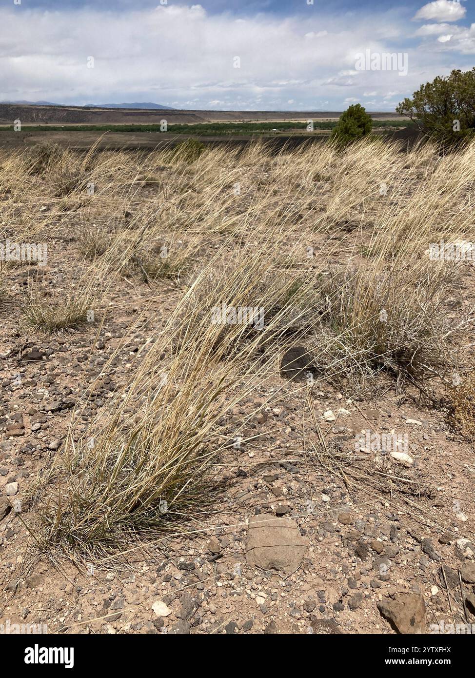 Russian Wildrye (Psathyrostachys juncea Stock Photo - Alamy
