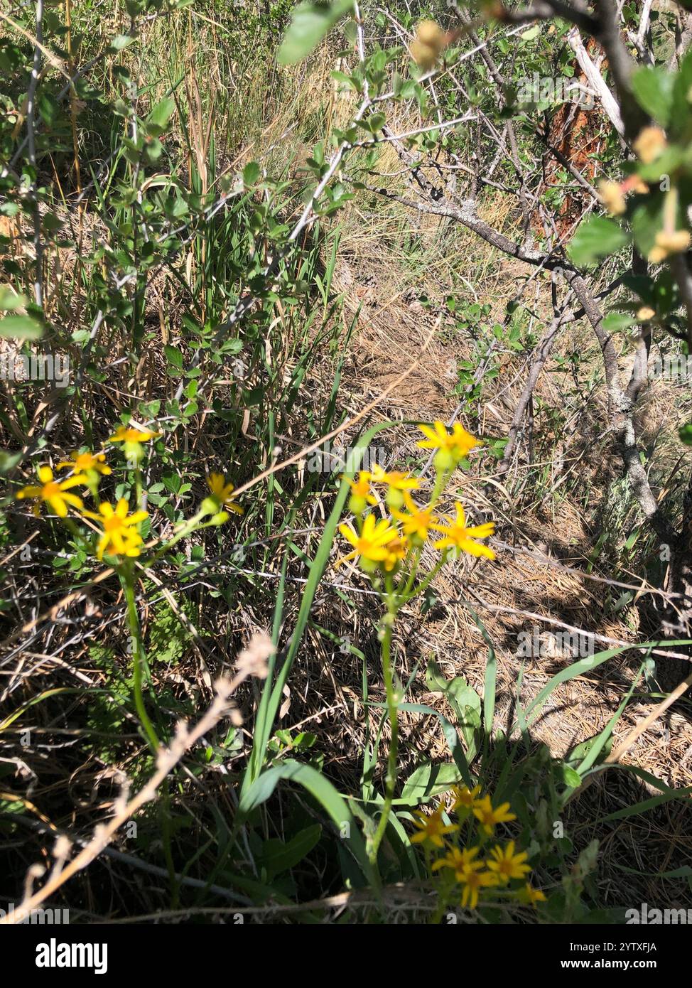 Tall western groundsel hi-res stock photography and images - Alamy