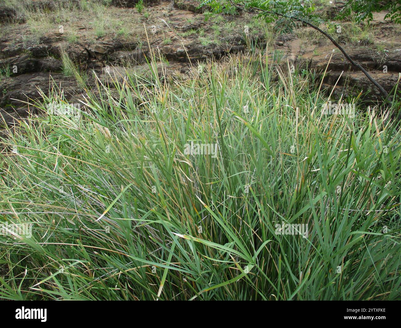 Umbrella Papyrus (Cyperus alternifolius Stock Photo - Alamy