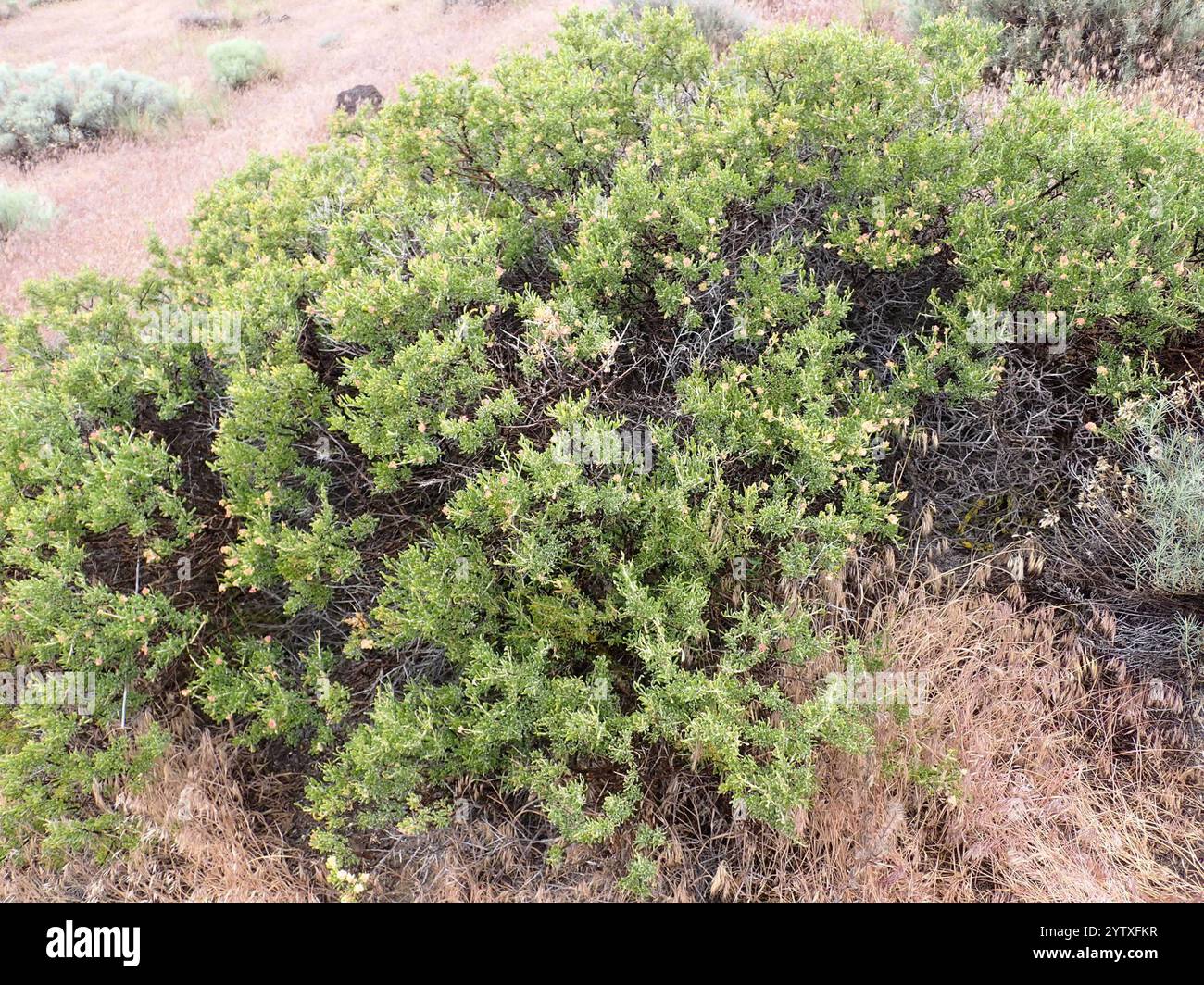 Hopsage (Grayia spinosa Stock Photo - Alamy