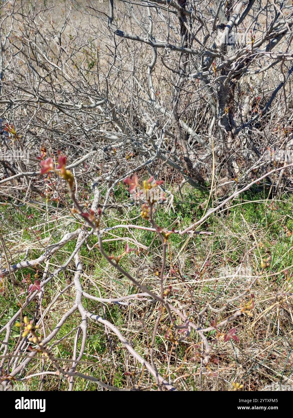fragrant sumac (Rhus aromatica Stock Photo - Alamy