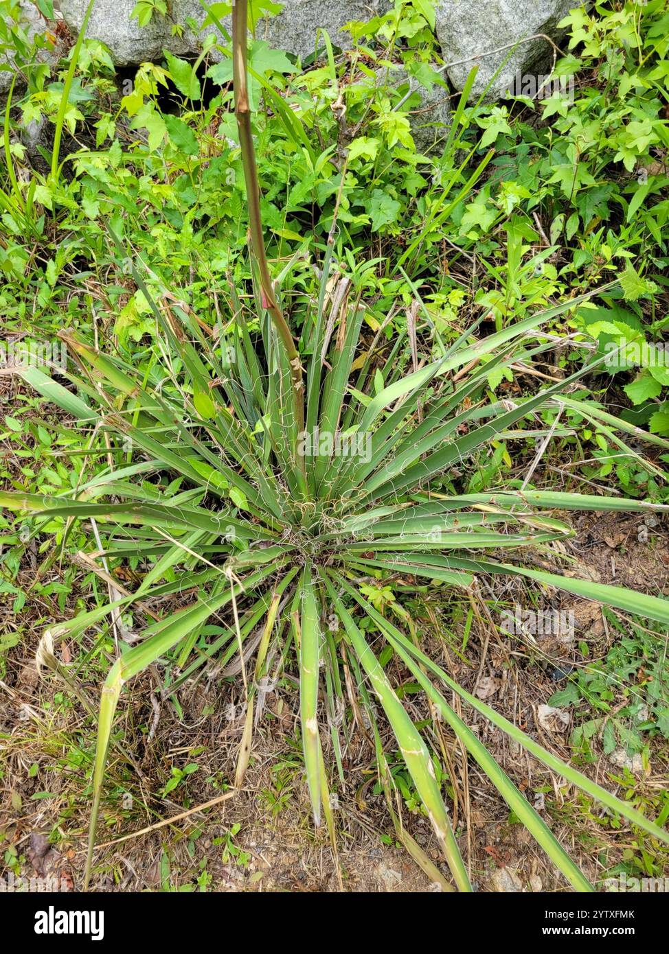 common yucca (Yucca filamentosa Stock Photo - Alamy