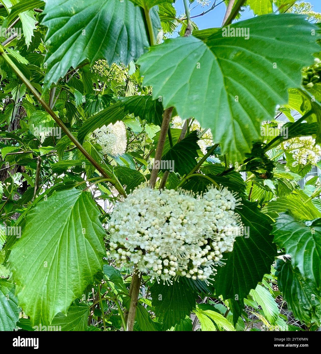 southern arrowwood (Viburnum dentatum Stock Photo - Alamy