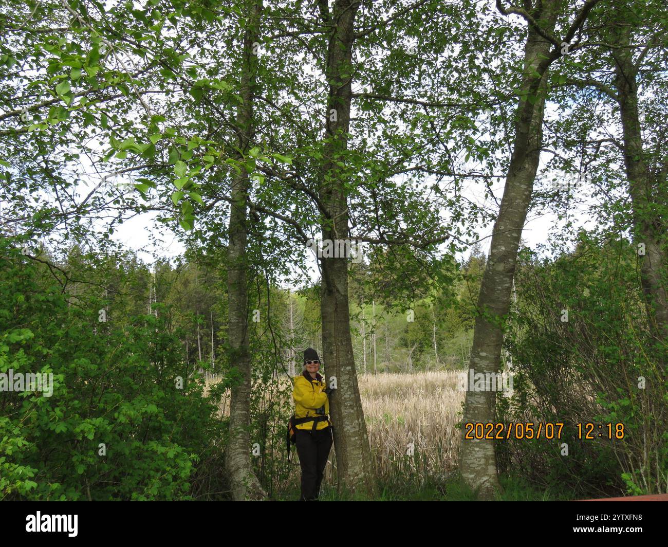 Red Alder (Alnus rubra Stock Photo - Alamy
