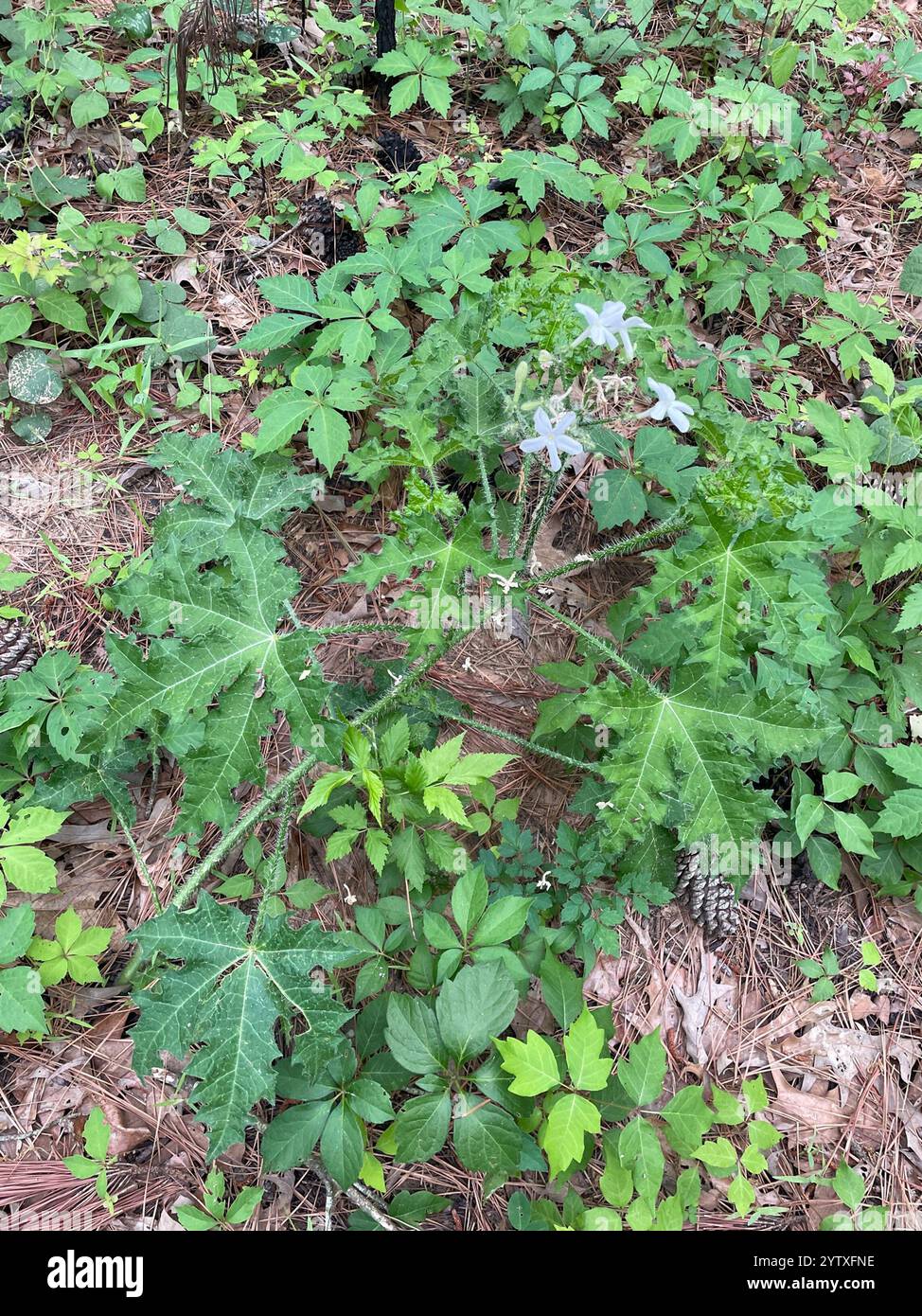 Texas Bull Nettle (Cnidoscolus texanus Stock Photo - Alamy