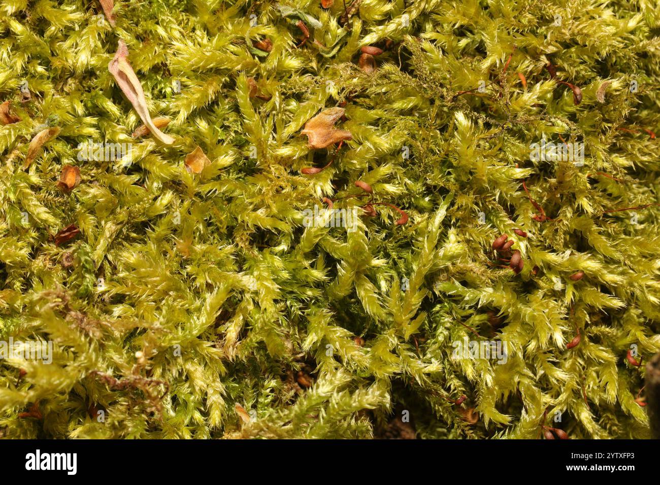 Rough-stalked Feather-moss (Brachythecium rutabulum Stock Photo - Alamy