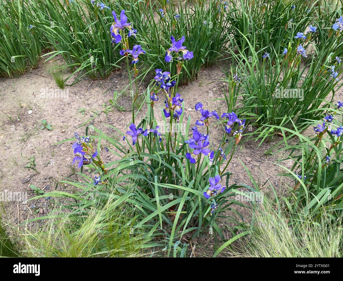 Siberian Irises (Limniris Stock Photo - Alamy