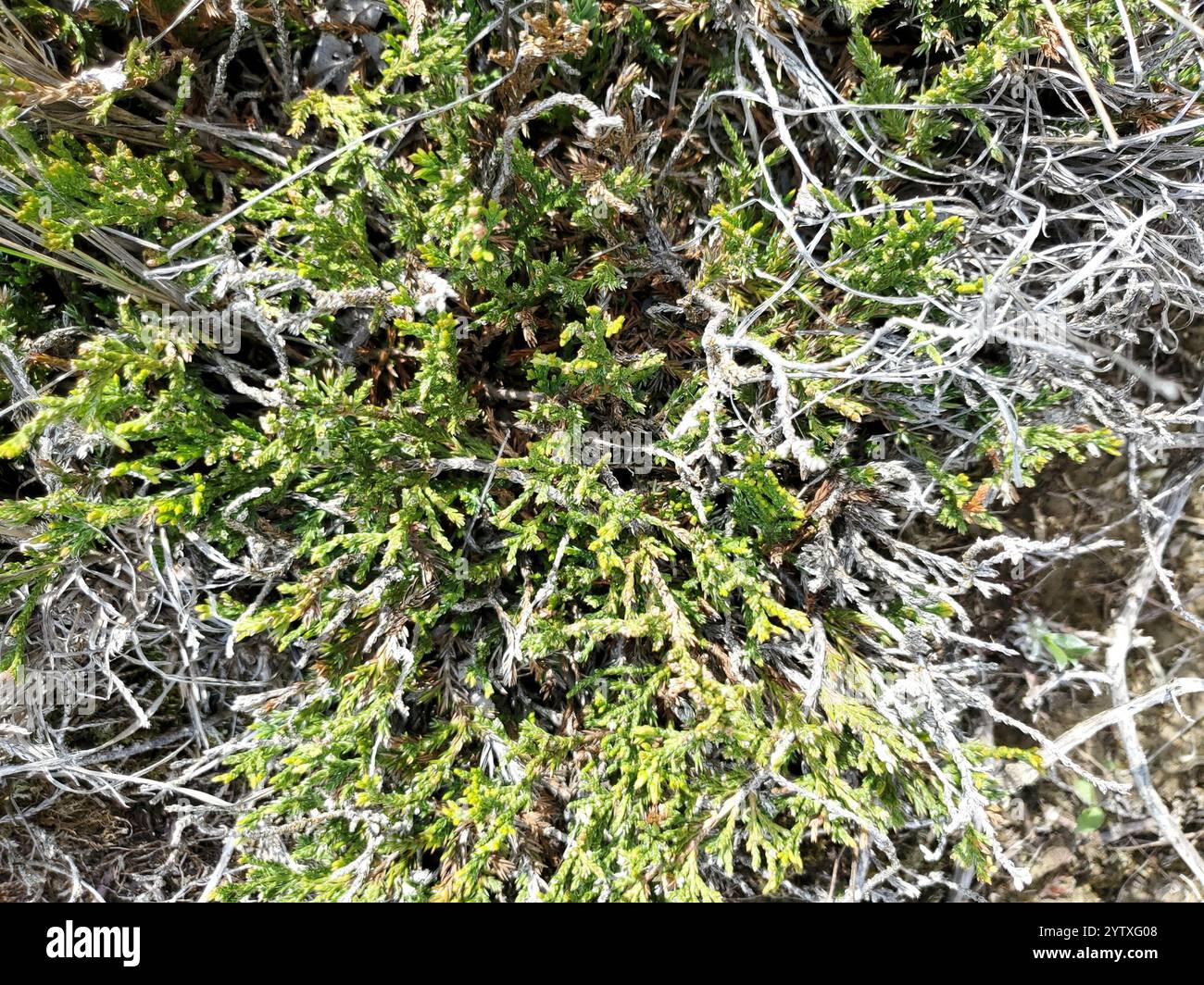 creeping juniper (Juniperus horizontalis Stock Photo - Alamy