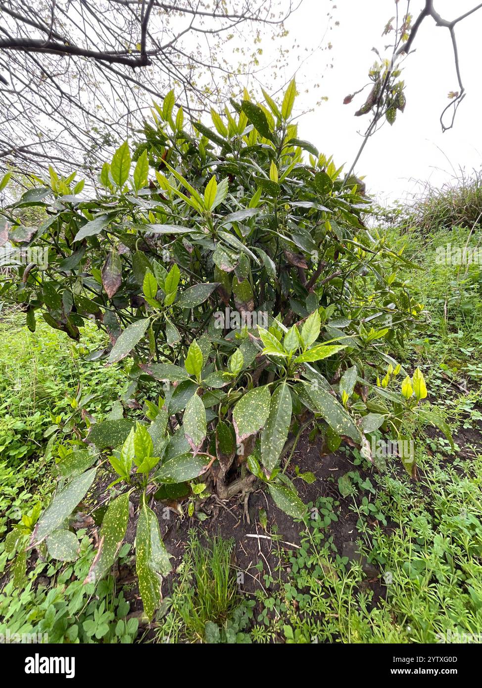 Japanese aucuba (Aucuba japonica Stock Photo - Alamy