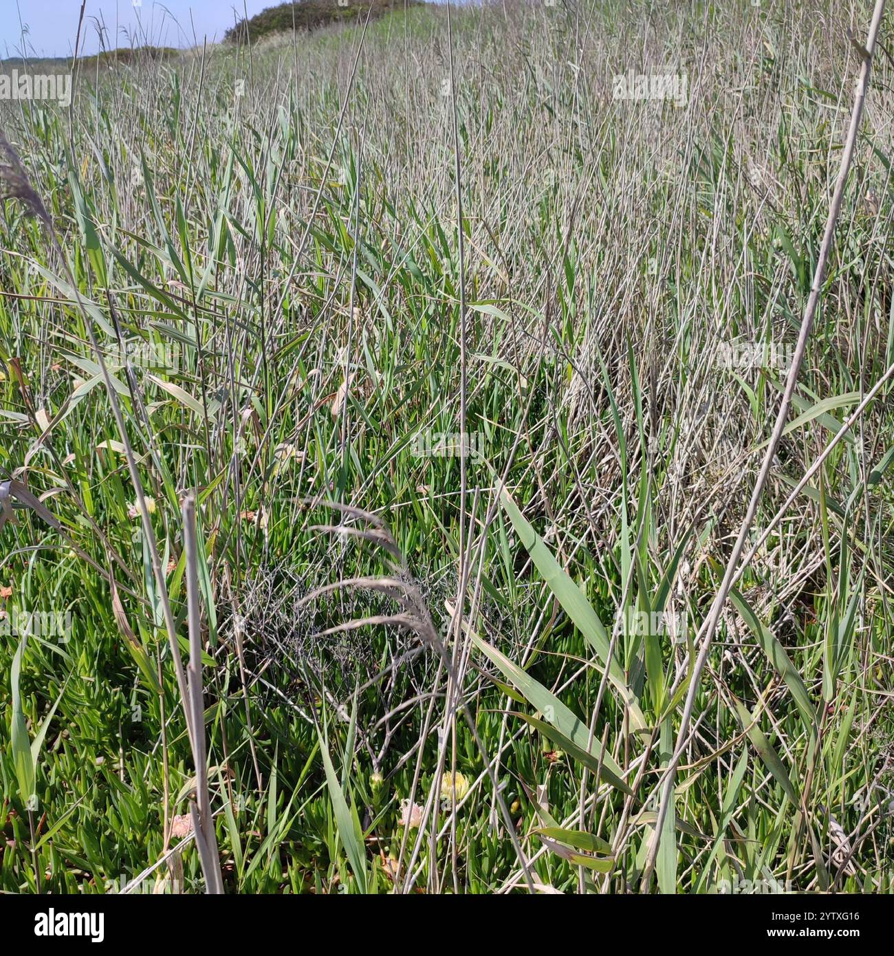 common reed (Phragmites australis Stock Photo - Alamy