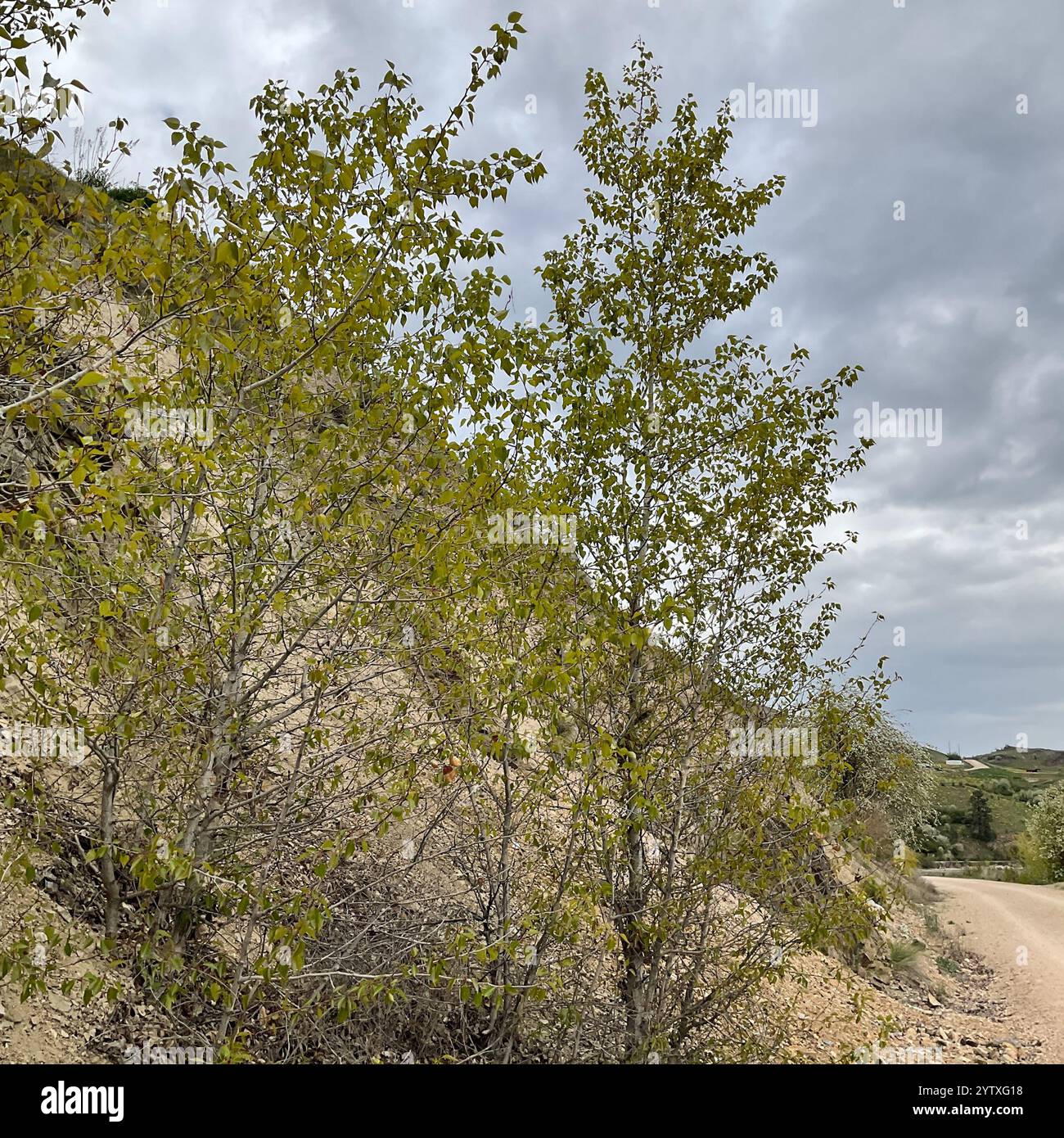 black cottonwood (Populus trichocarpa Stock Photo - Alamy