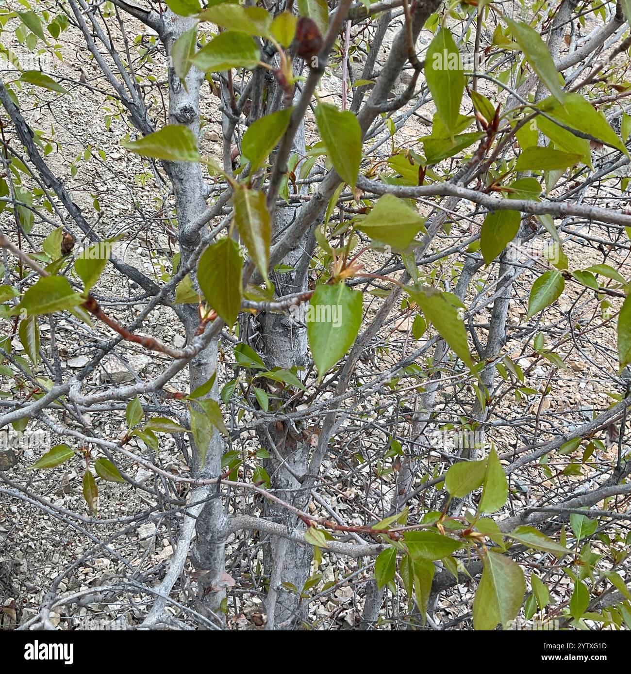 black cottonwood (Populus trichocarpa Stock Photo - Alamy