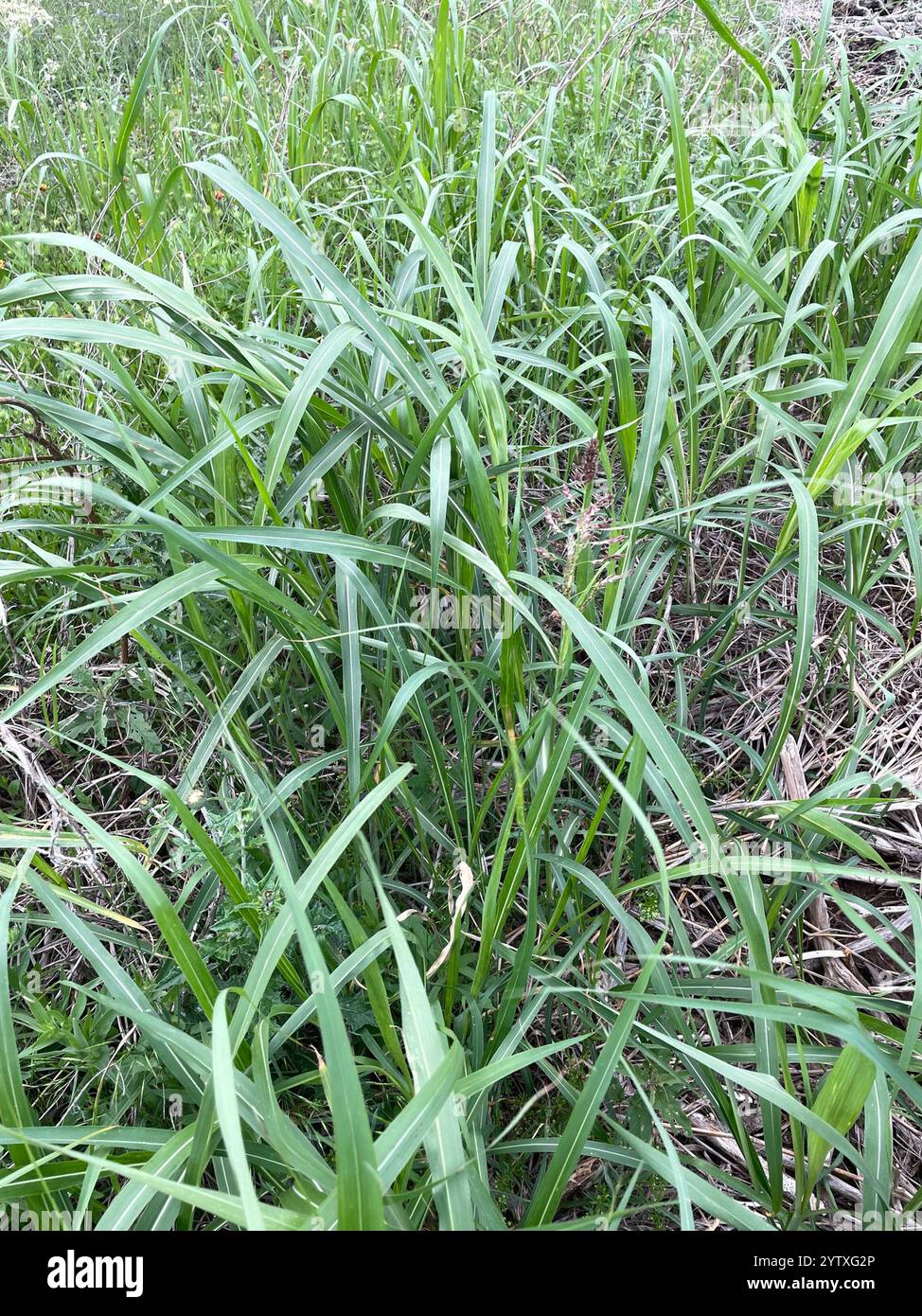 Johnson grass (Sorghum halepense Stock Photo - Alamy