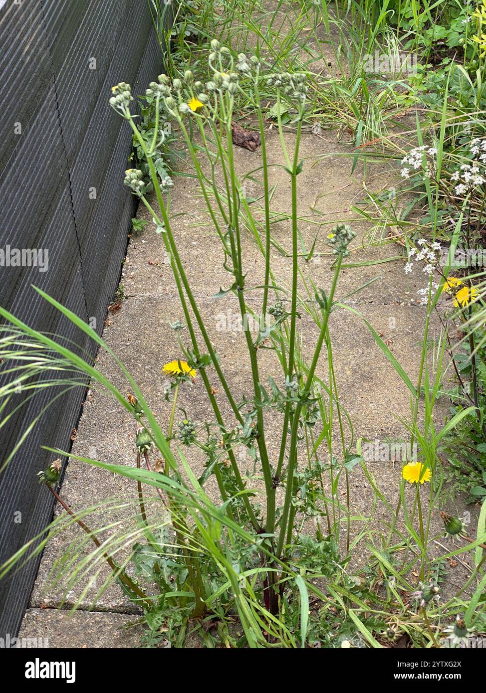 Beaked Hawksbeard (Crepis vesicaria Stock Photo - Alamy