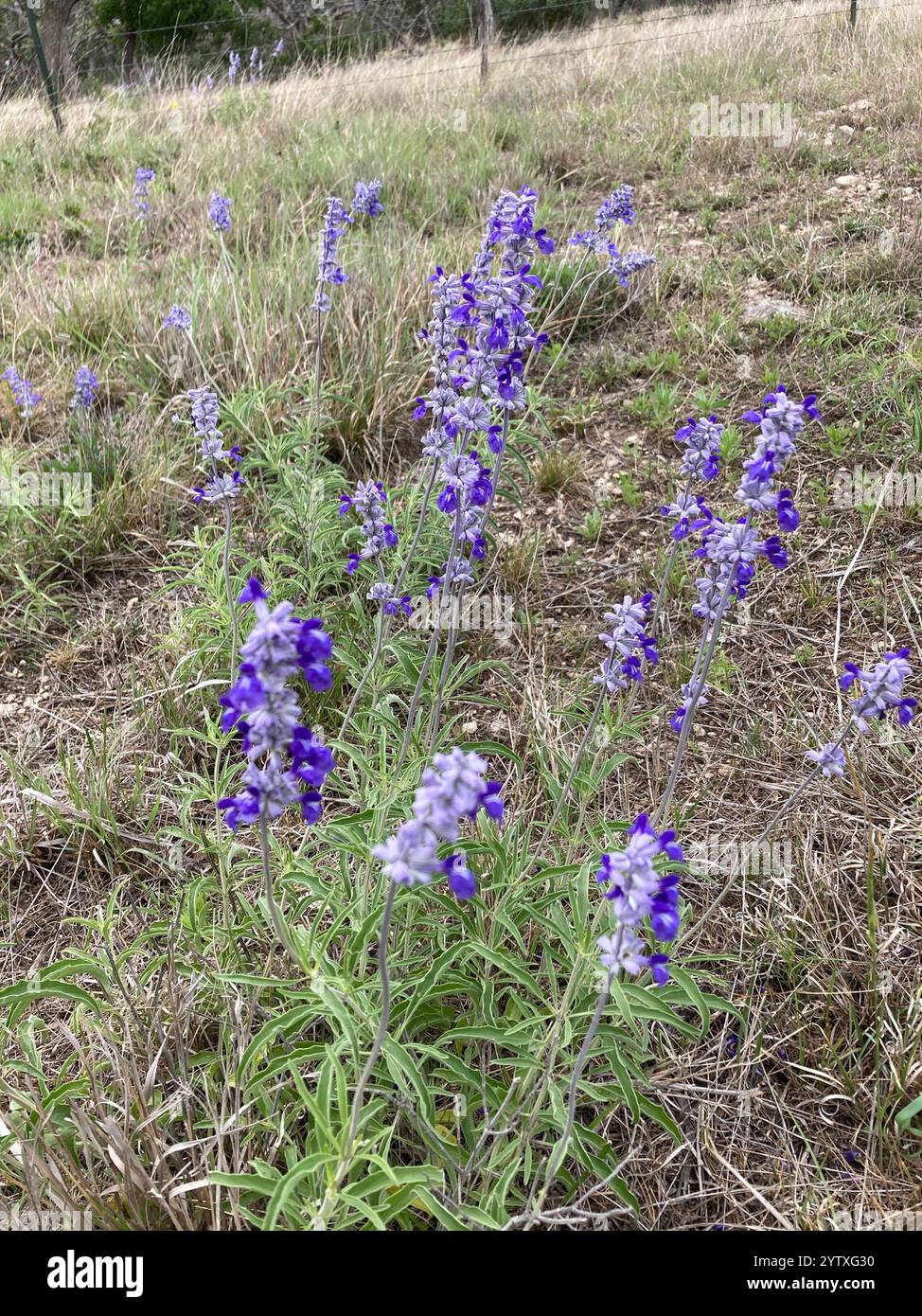 Mealy Blue Sage (Salvia farinacea Stock Photo - Alamy