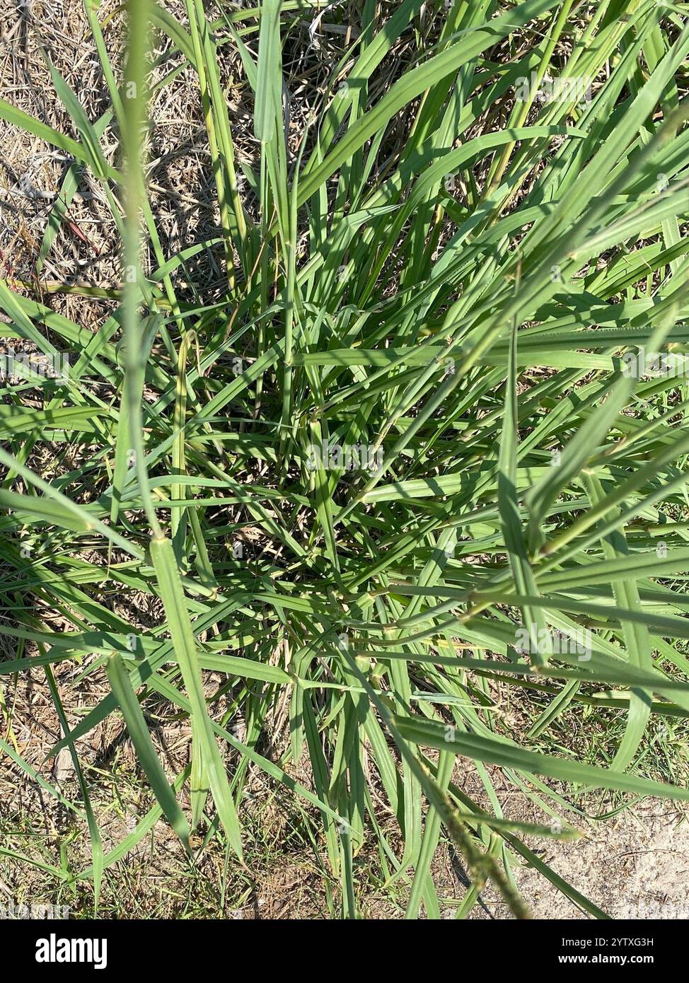 Vasey Grass (Paspalum urvillei Stock Photo - Alamy