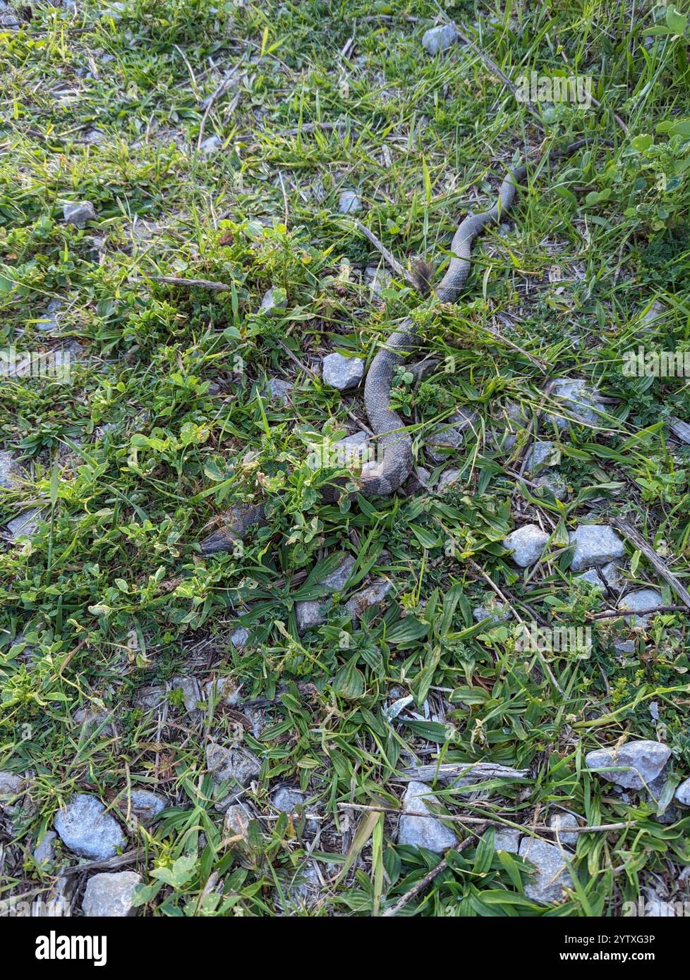 Common Watersnake (Nerodia sipedon Stock Photo - Alamy