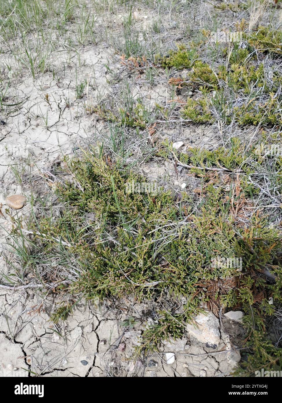 creeping juniper (Juniperus horizontalis Stock Photo - Alamy