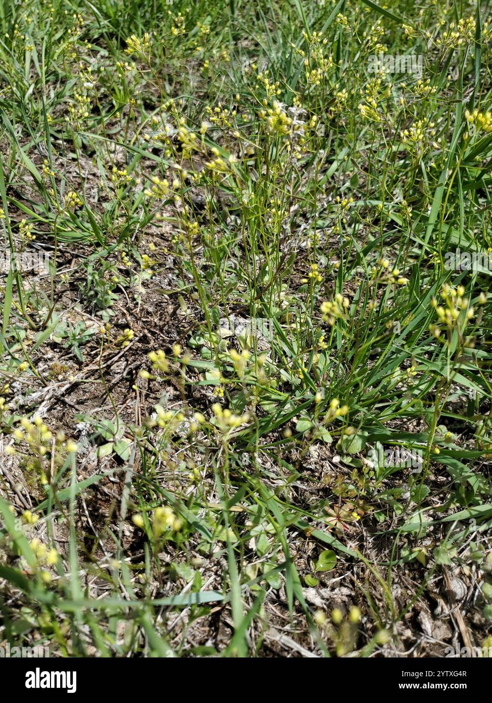 Great Plains Bladderpod (Physaria arenosa Stock Photo - Alamy