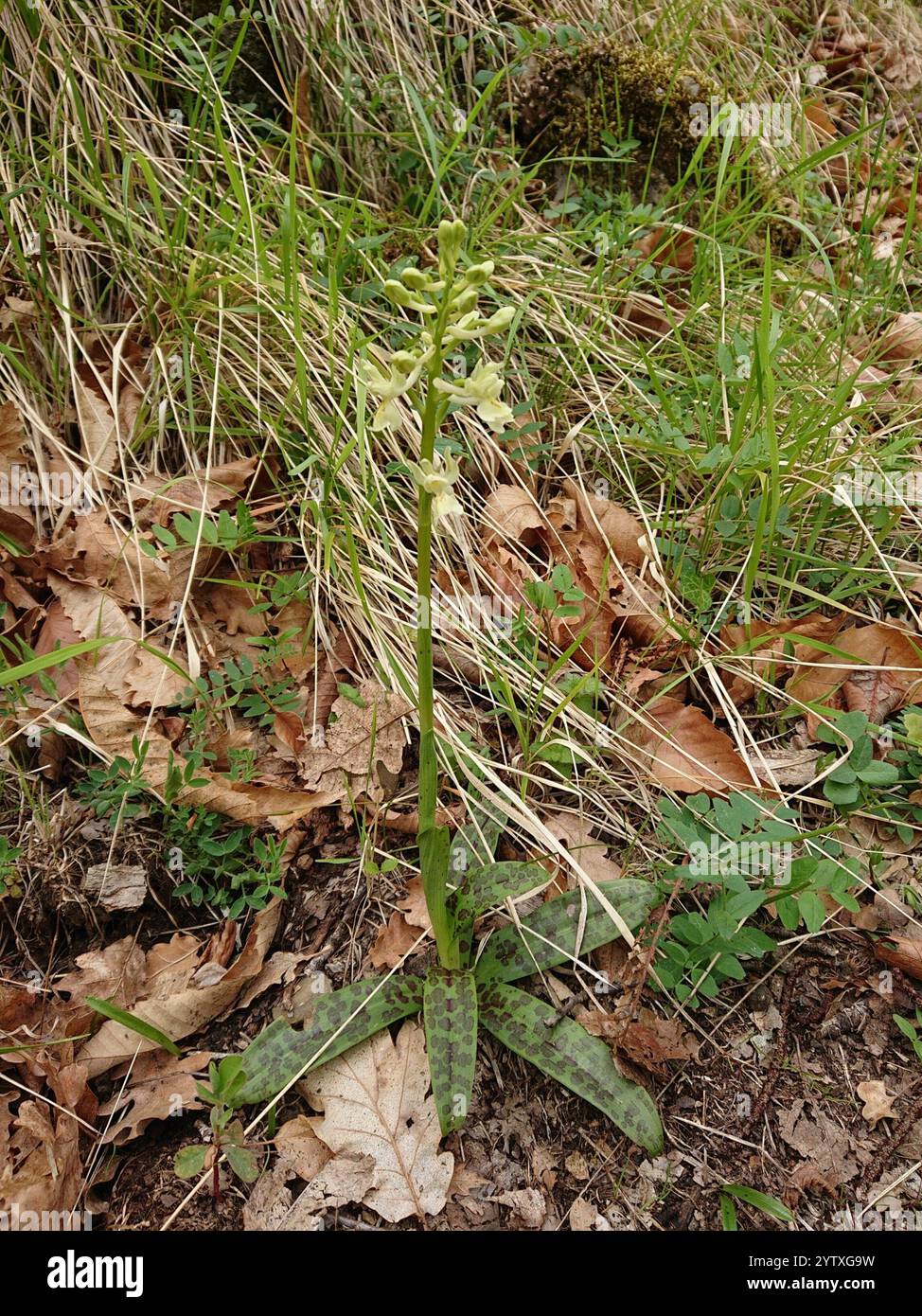 Provence Orchid (Orchis provincialis Stock Photo - Alamy