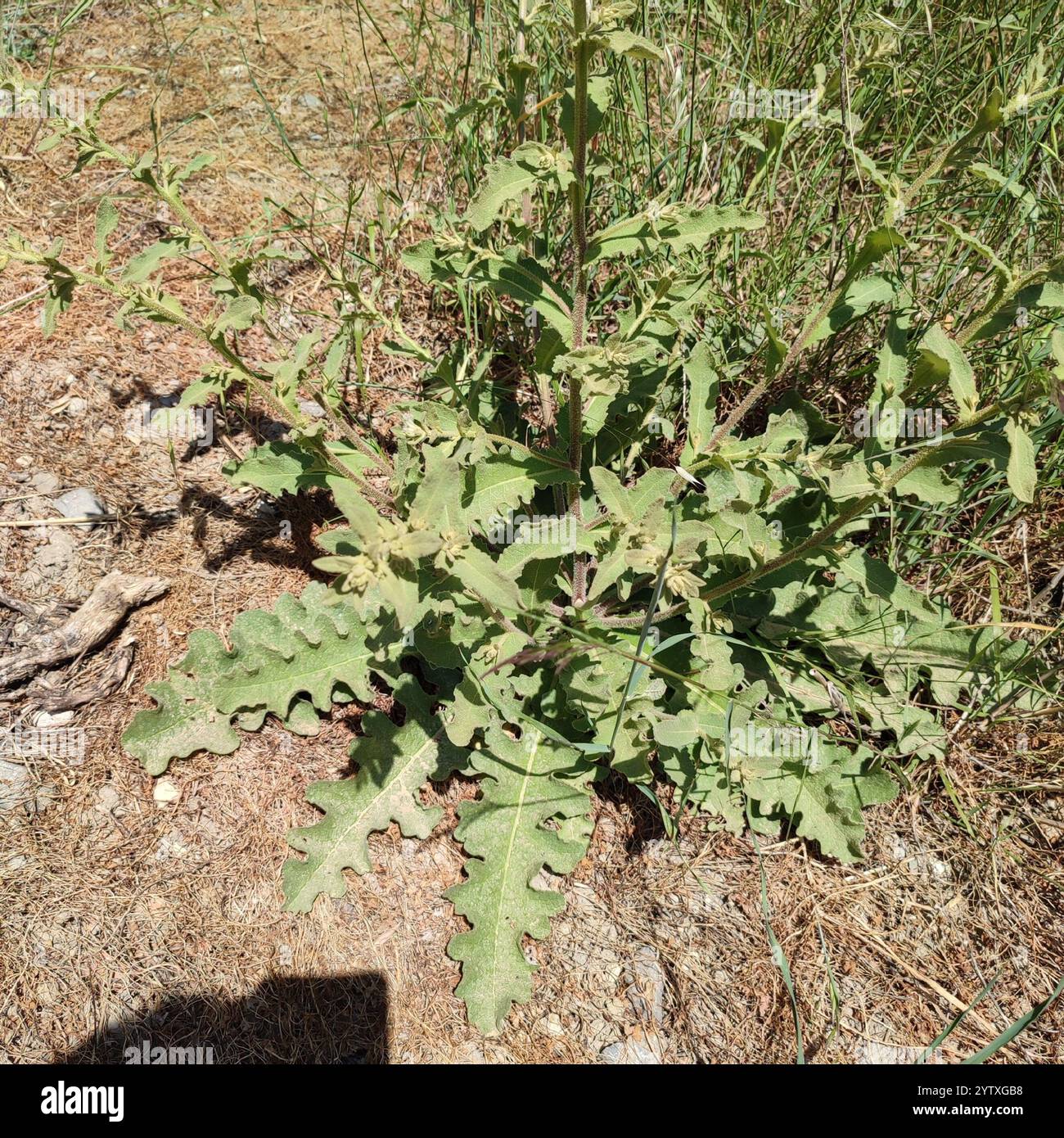 wavyleaf mullein (Verbascum sinuatum Stock Photo - Alamy