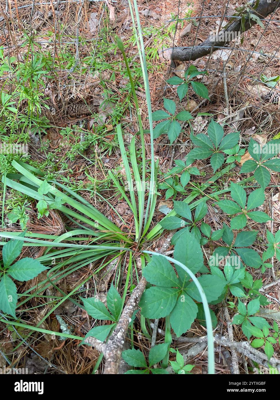 Onion Weed (Nothoscordum gracile Stock Photo - Alamy