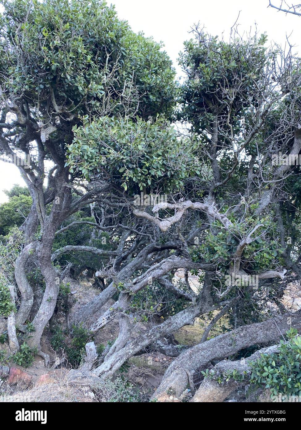 white milkwood (Sideroxylon inerme Stock Photo - Alamy