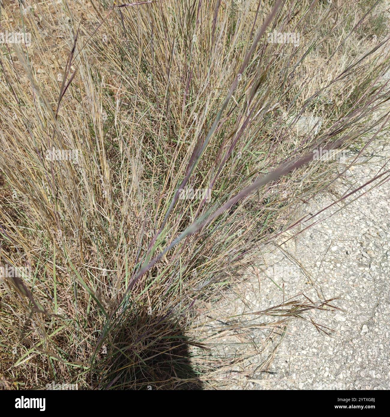 Hyparrhenia hirta hi-res stock photography and images - Alamy